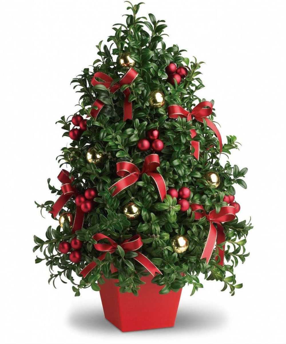 Holiday Boxwood Trees