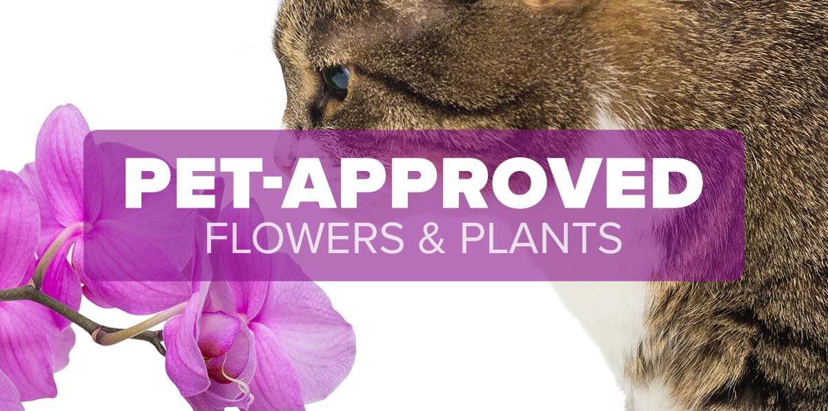 The Best Plants That Are Perfectly Safe For Pets